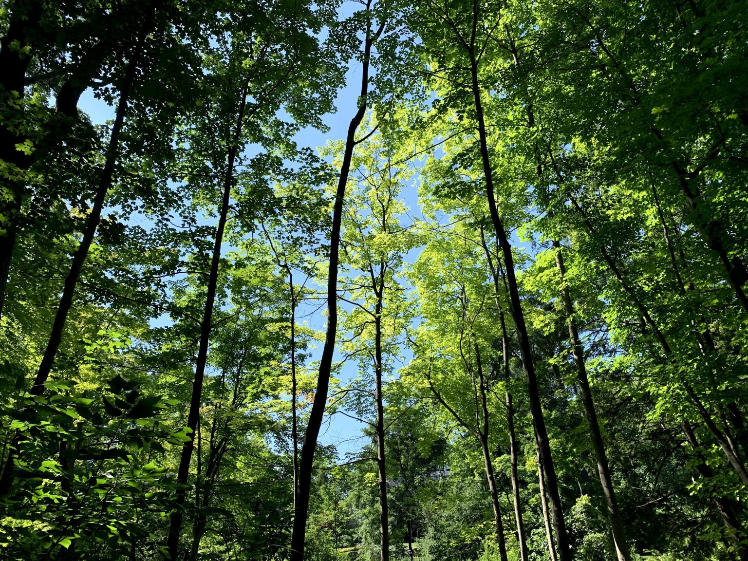 Celebrate our Trees and Natural Areas During National Forest Week ...