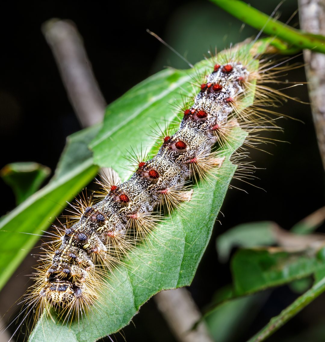 Protecting our Trees: City Launches 2021 Gypsy Moth Management Program ...