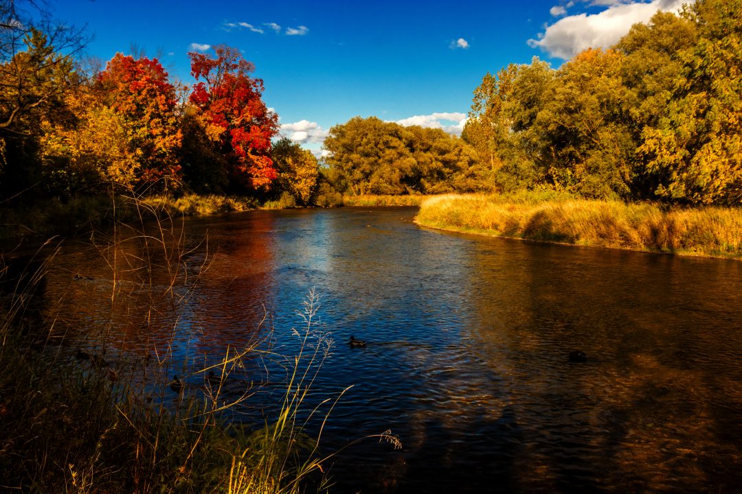 Just Keep Swimming, Swimming, Swimming… Watch the Salmon Run this Fall ...