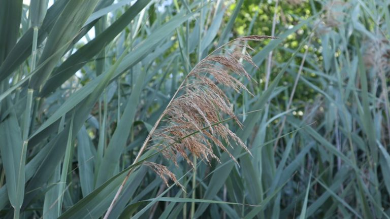 Common Reed (Phragmites) – City of Mississauga