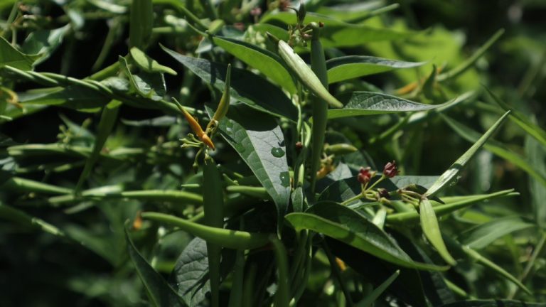 Dog-Strangling Vine – City of Mississauga