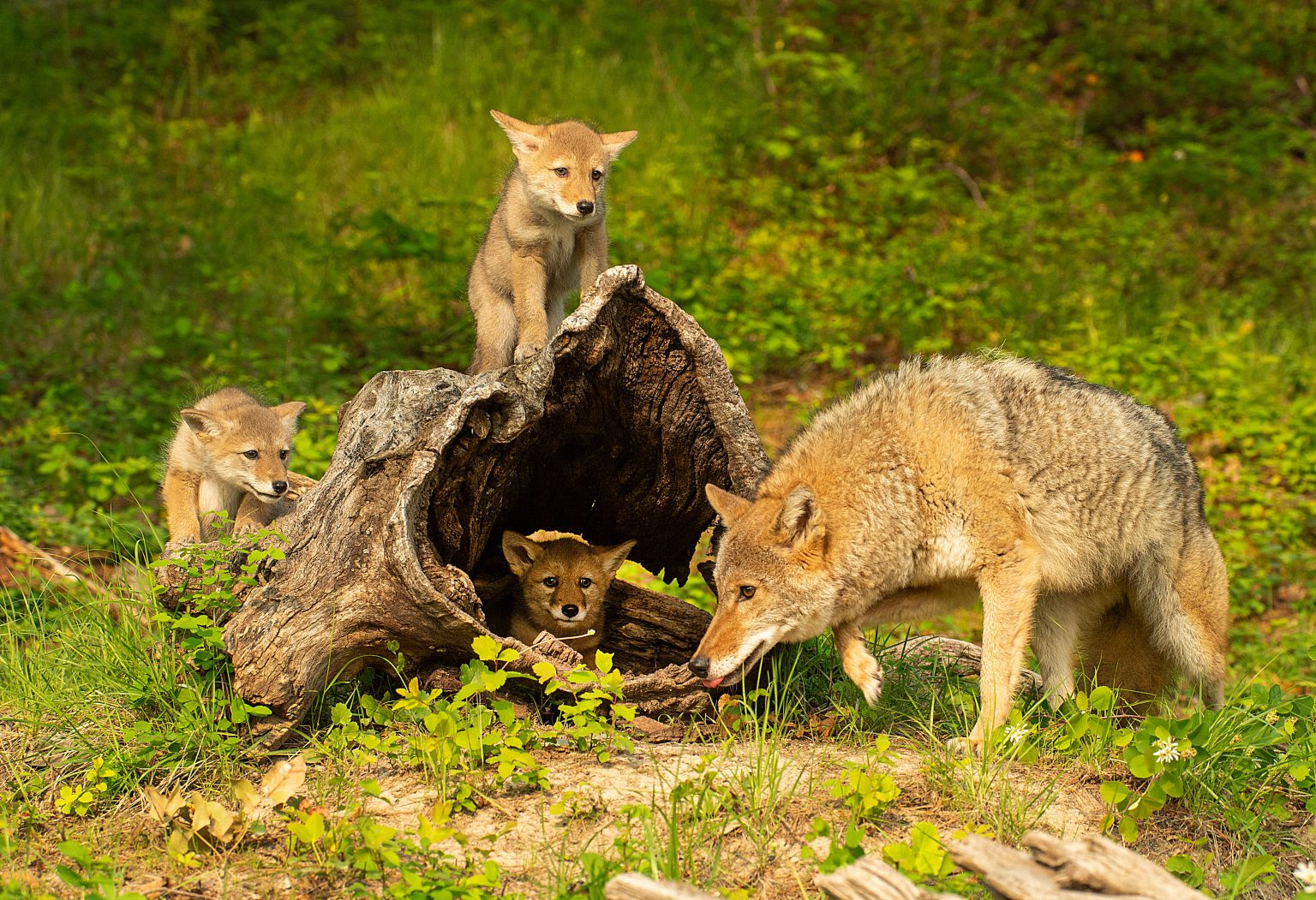 Be cautious as coyote mating season begins in Mississauga – City of ...