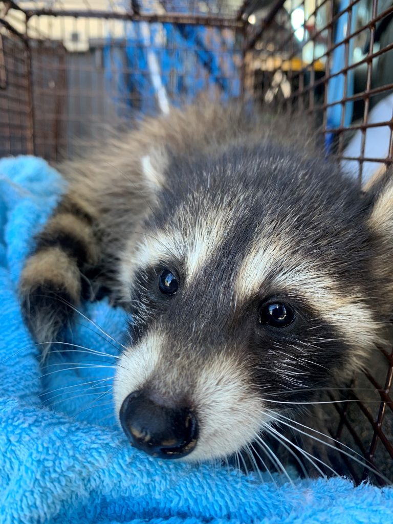 Masked Bandit Being a Nuisance in your Neighbourhood? Learn How to ...