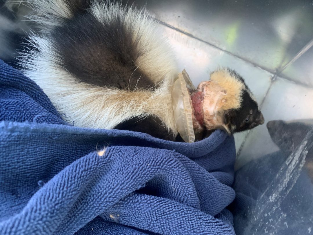 Who cares? It’s just one piece of trash – City of Mississauga