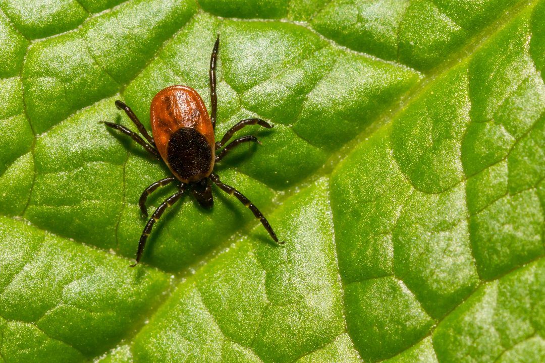 Guard yourself against tick season: helpful safety measures for you and ...
