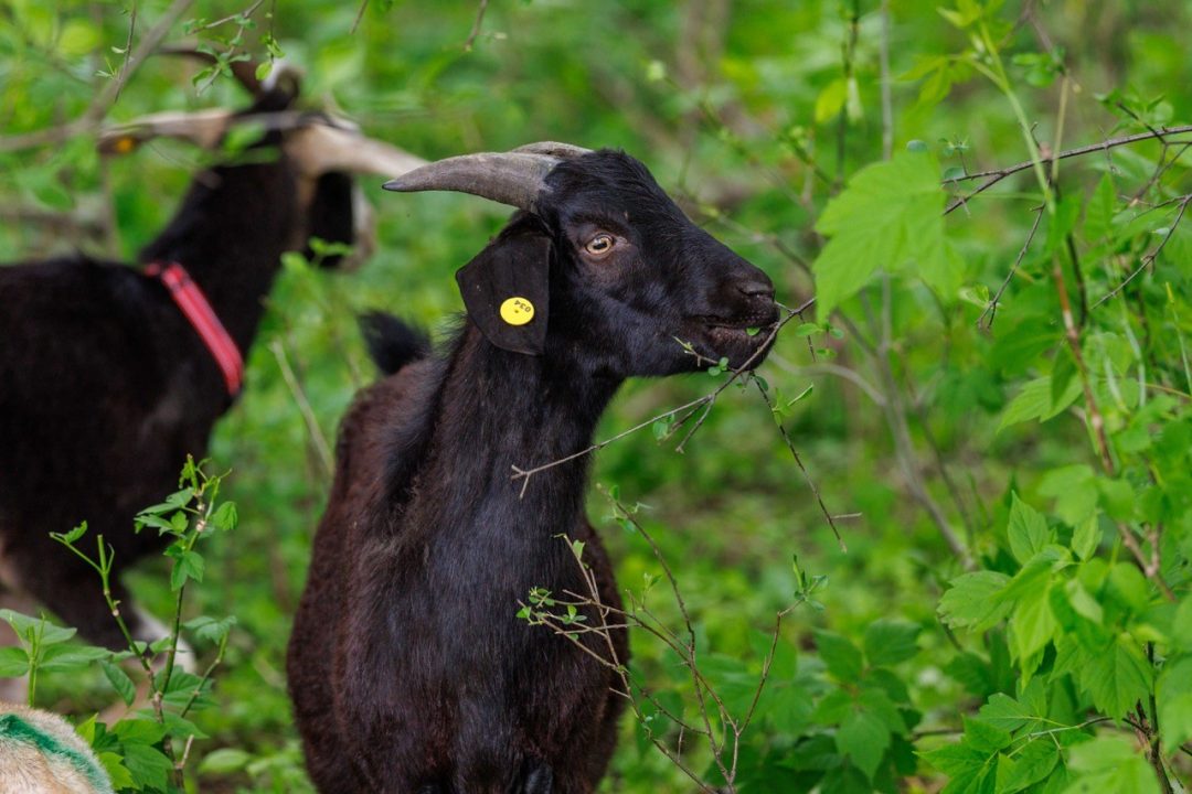 Mississauga’s grazing goats are chewing their way through invasive ...