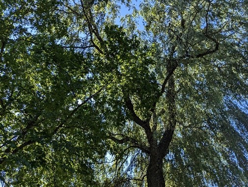 Tree-t yourself to National Forest Week activities – City of Mississauga