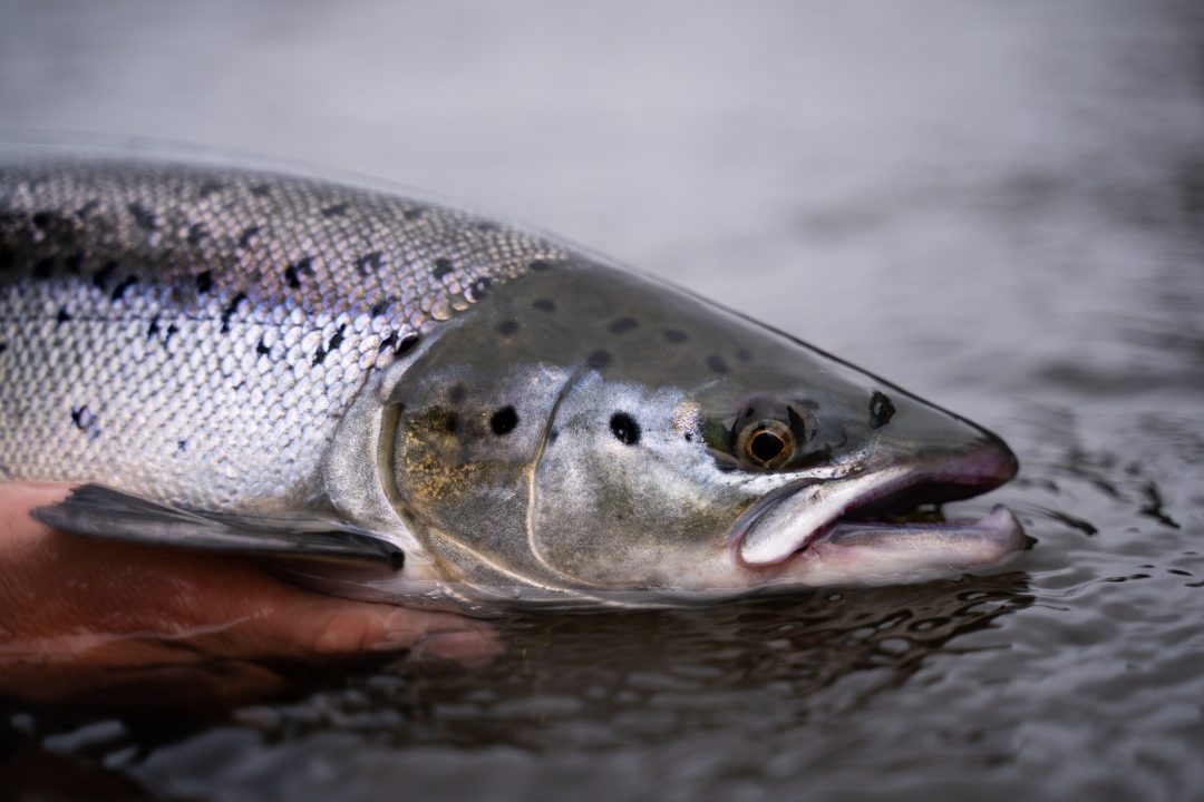 Don’t miss out on nature’s marathon: salmon run has fish swimming ...