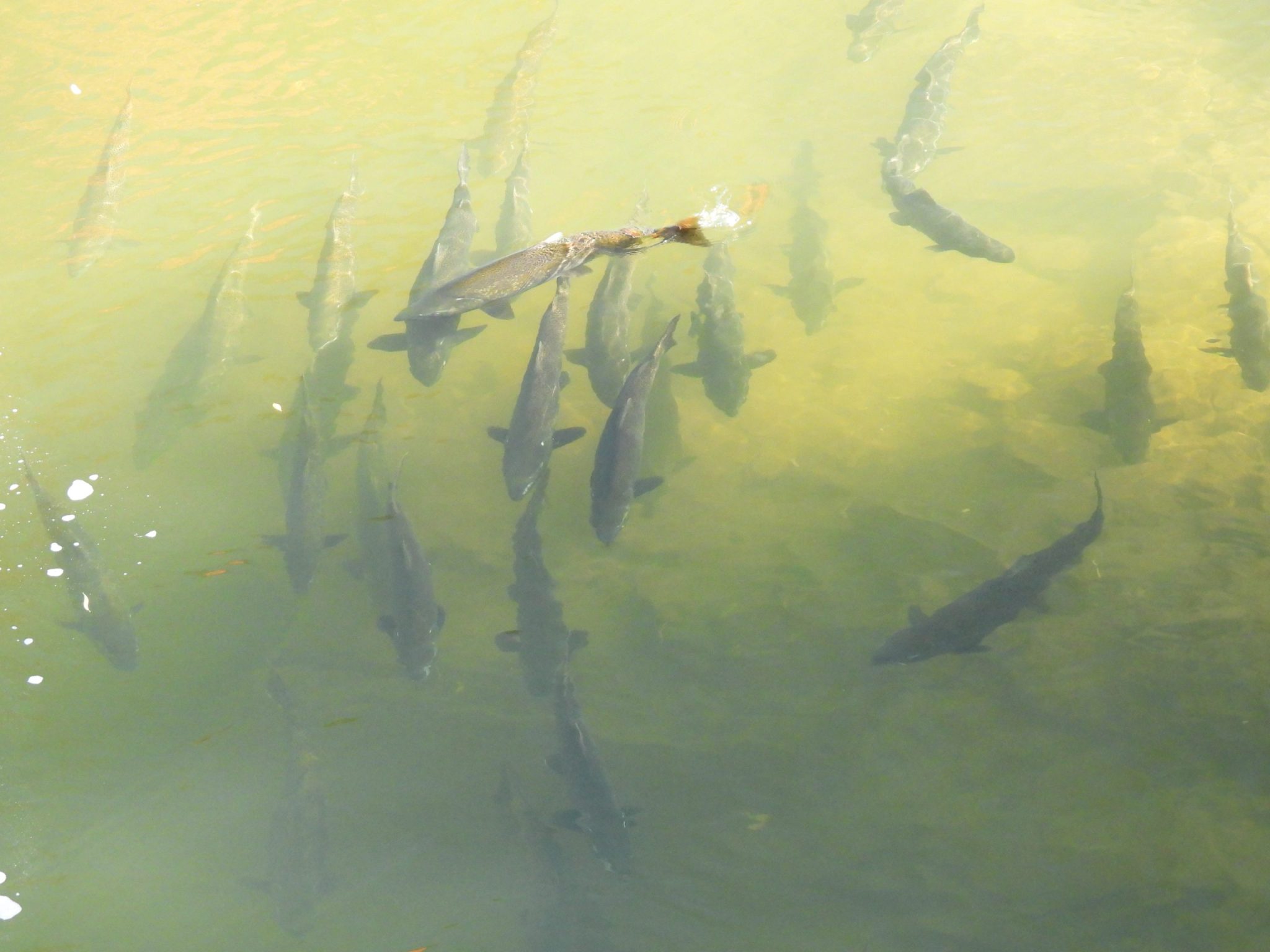 Don’t miss out on nature’s marathon: salmon run has fish swimming ...
