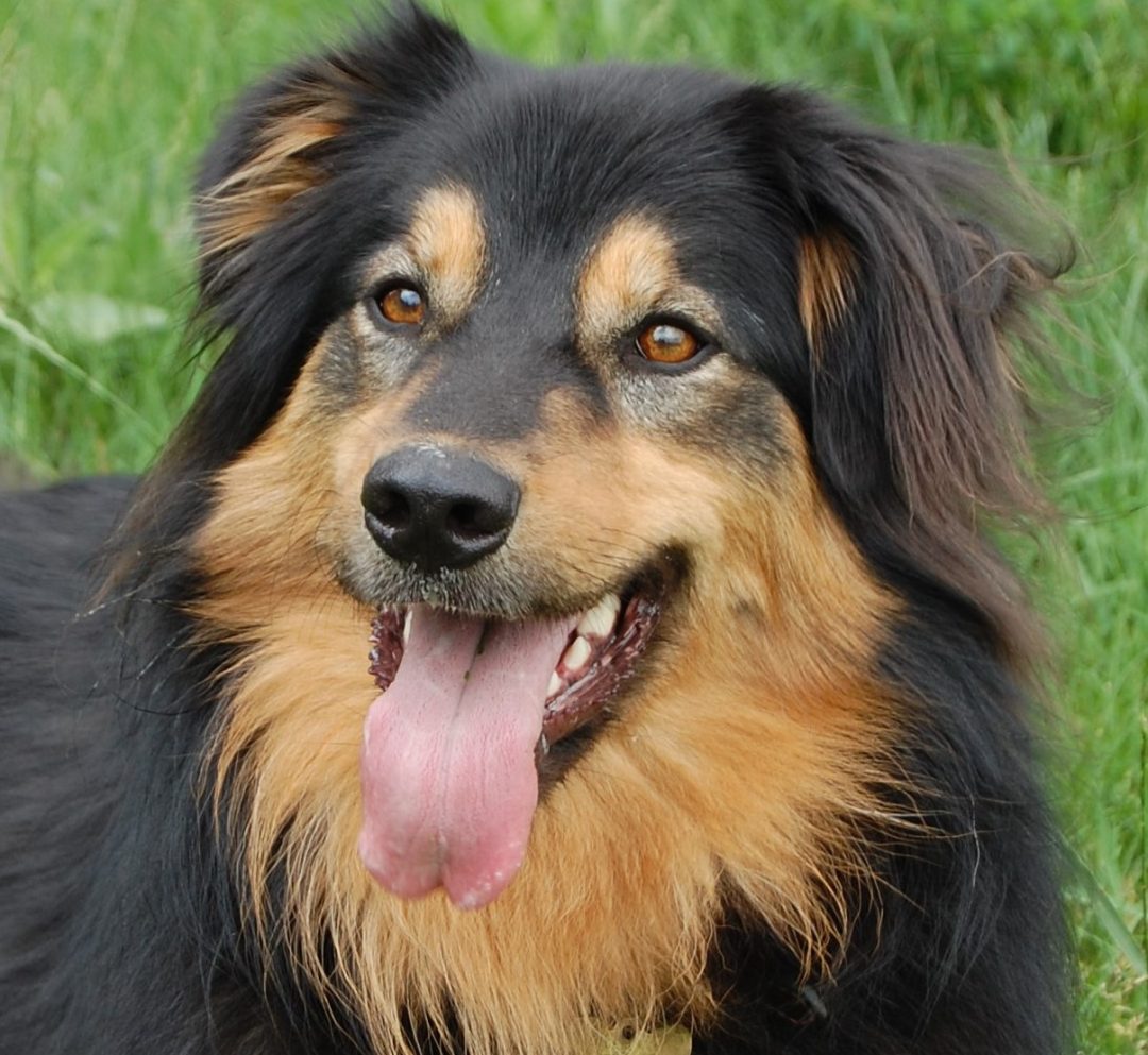 Adopt me: Mississauga Animal Services hosts pet Adopt-a-thon event ...