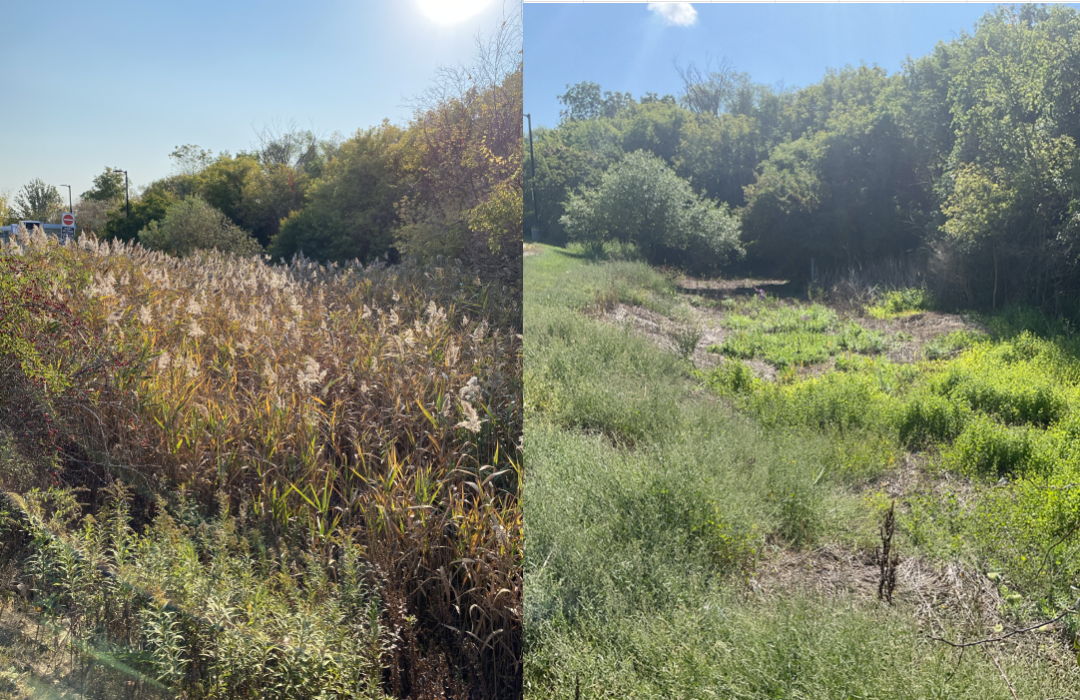 Mississauga leads the way in invasive species management – City of ...
