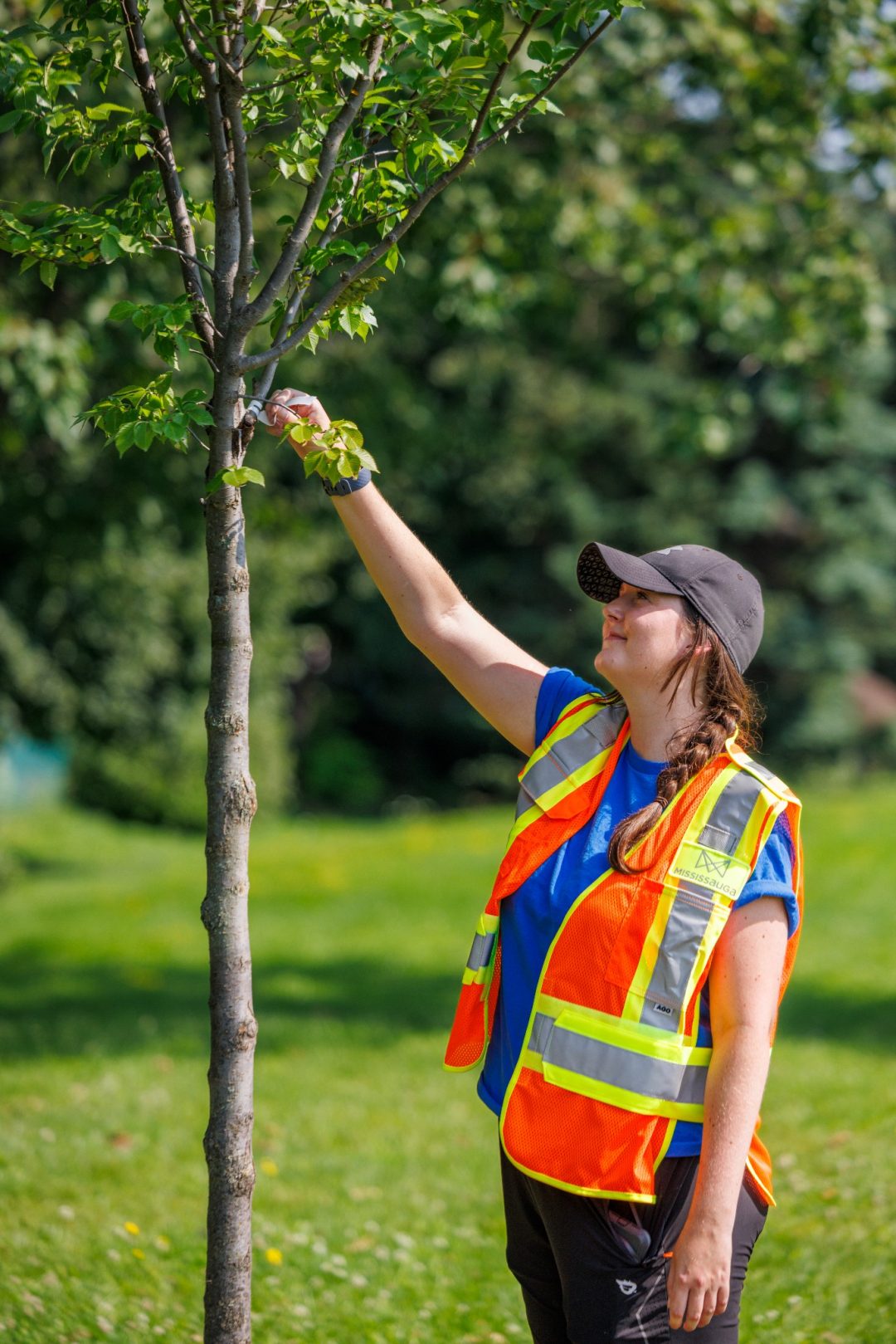 Make your neighbourhood greener by requesting a tree – City of Mississauga