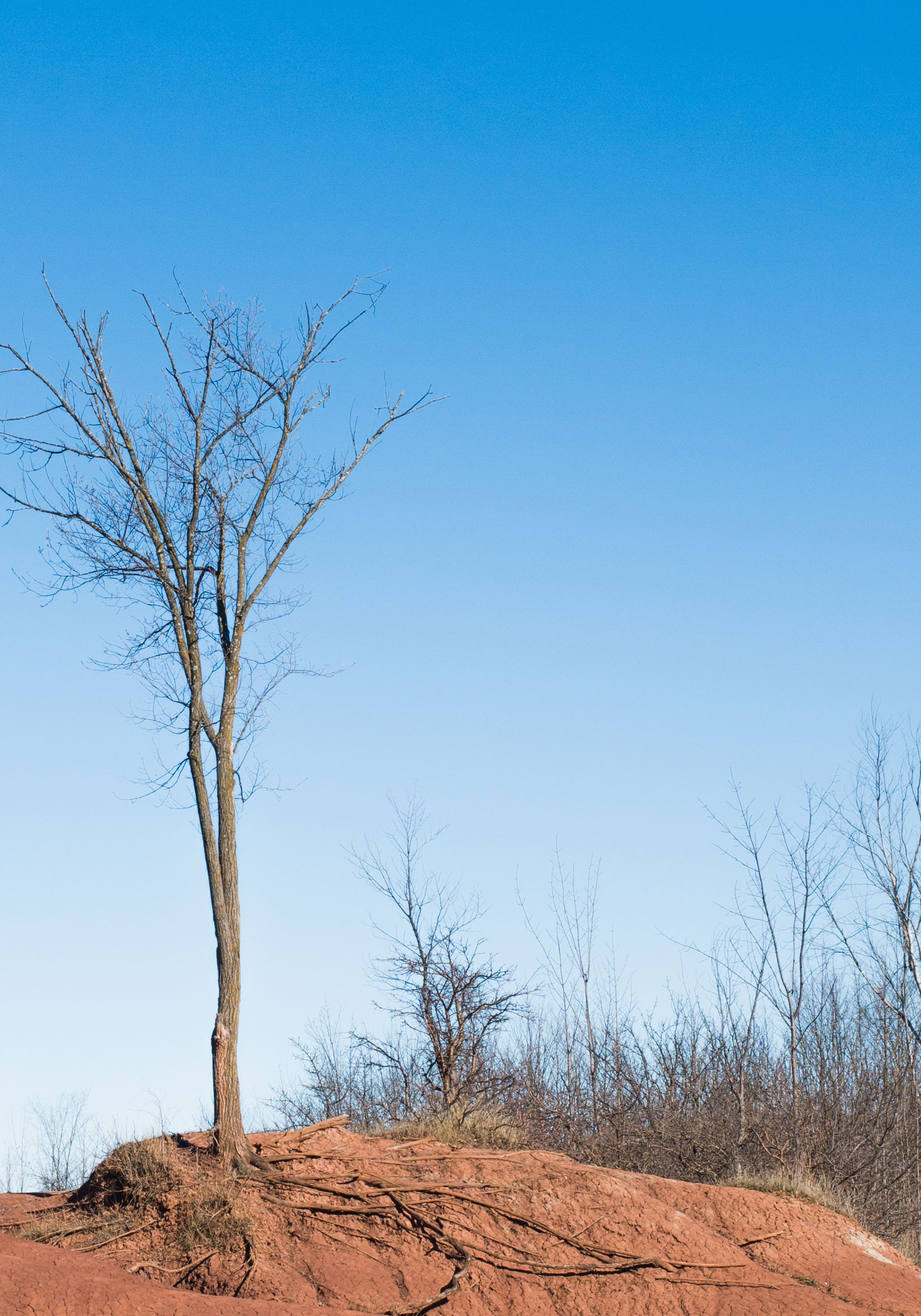 Clair Fang – Arts and culture